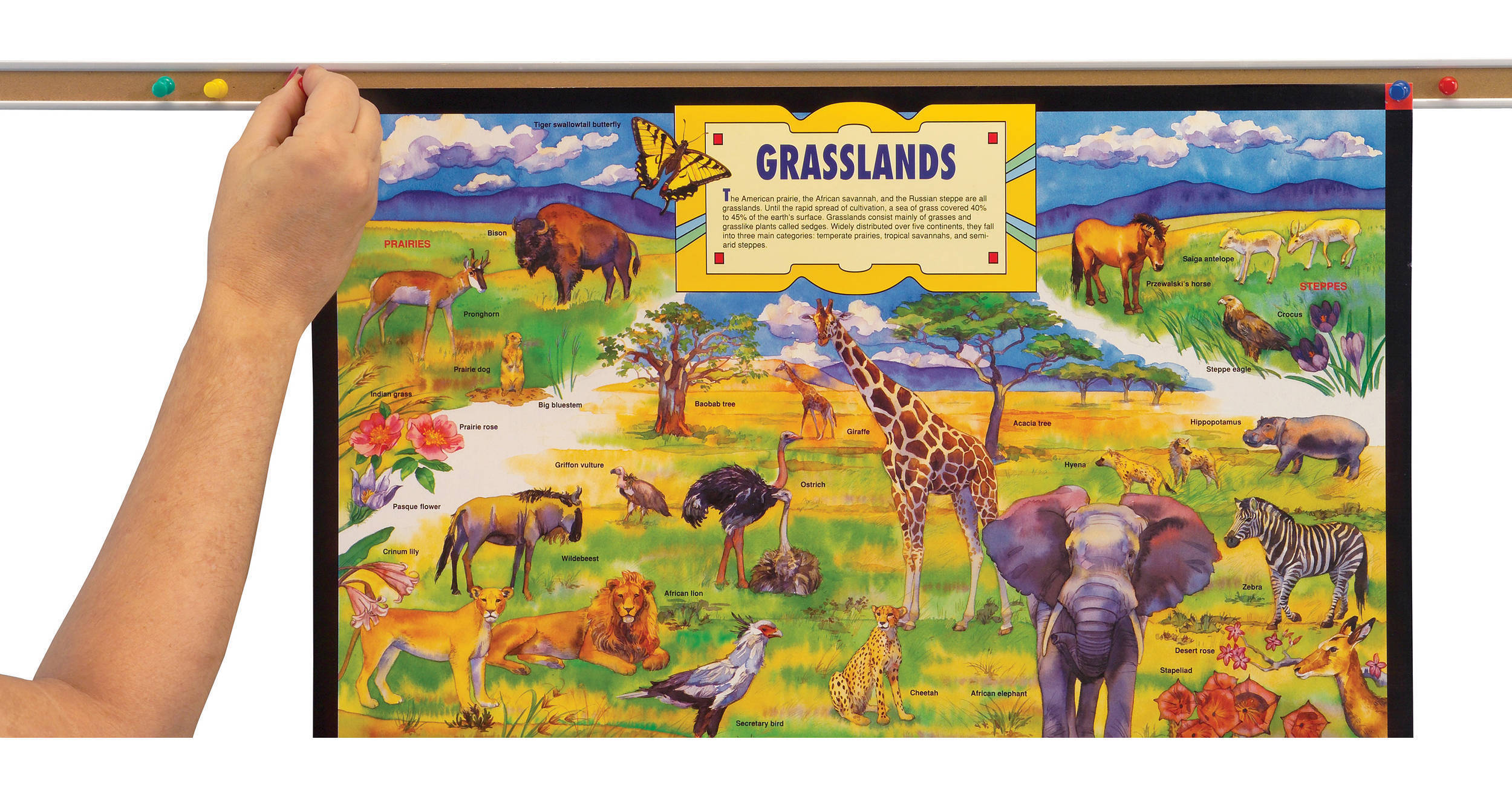 Best Rite Bulletin Bar (1 x 36", 12-Pack) 558-3 B&H Photo Video